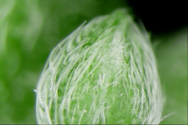 Male or Female Preflower? - GrowWeedEasy.com Cannabis Growing Forum