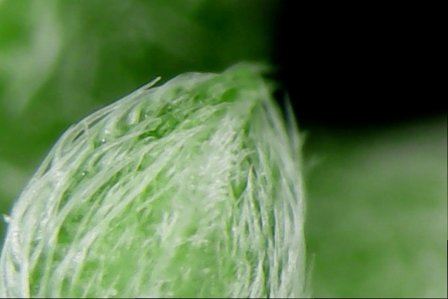 Male or Female Preflower? - GrowWeedEasy.com Cannabis Growing Forum