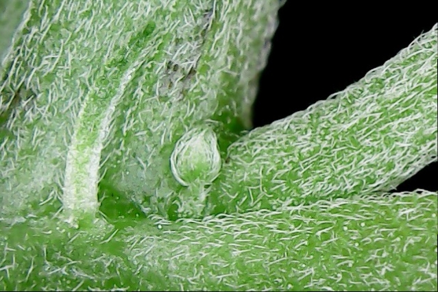 Male or Female Preflower? - GrowWeedEasy.com Cannabis Growing Forum