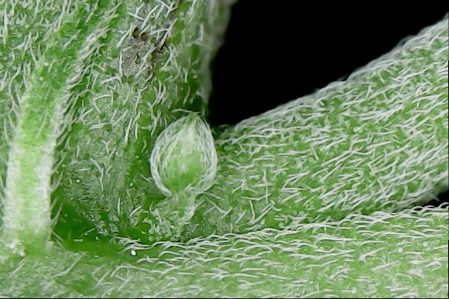 Male or Female Preflower? - GrowWeedEasy.com Cannabis Growing Forum