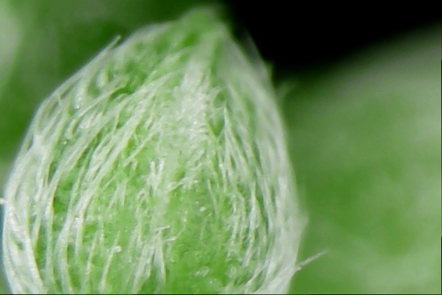 Male or Female Preflower? - GrowWeedEasy.com Cannabis Growing Forum