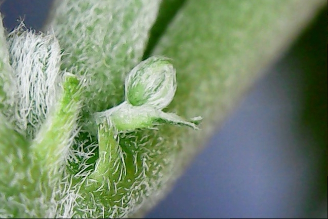 Male or Female Preflower? - GrowWeedEasy.com Cannabis Growing Forum