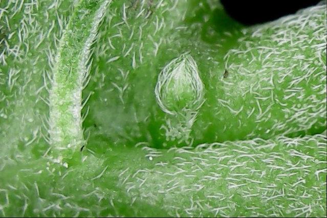 Male or Female Preflower? - GrowWeedEasy.com Cannabis Growing Forum