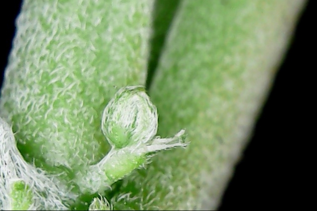 Male or Female Preflower? - GrowWeedEasy.com Cannabis Growing Forum