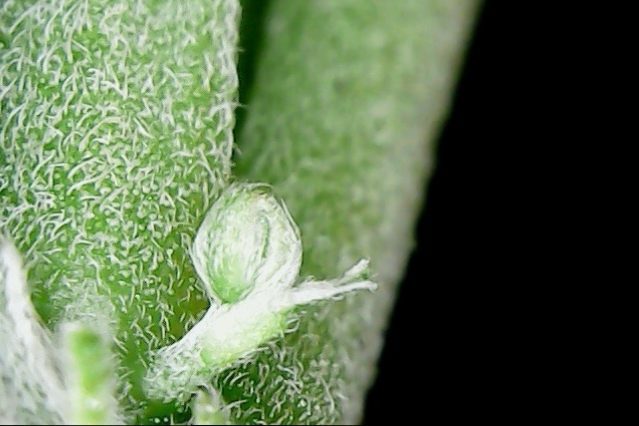 Male or Female Preflower? - GrowWeedEasy.com Cannabis Growing Forum