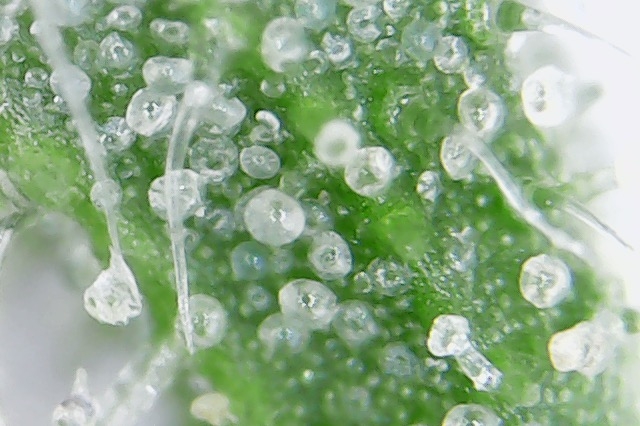 Cannabis Trichomes: What You Need to Know! | Grow Weed Easy