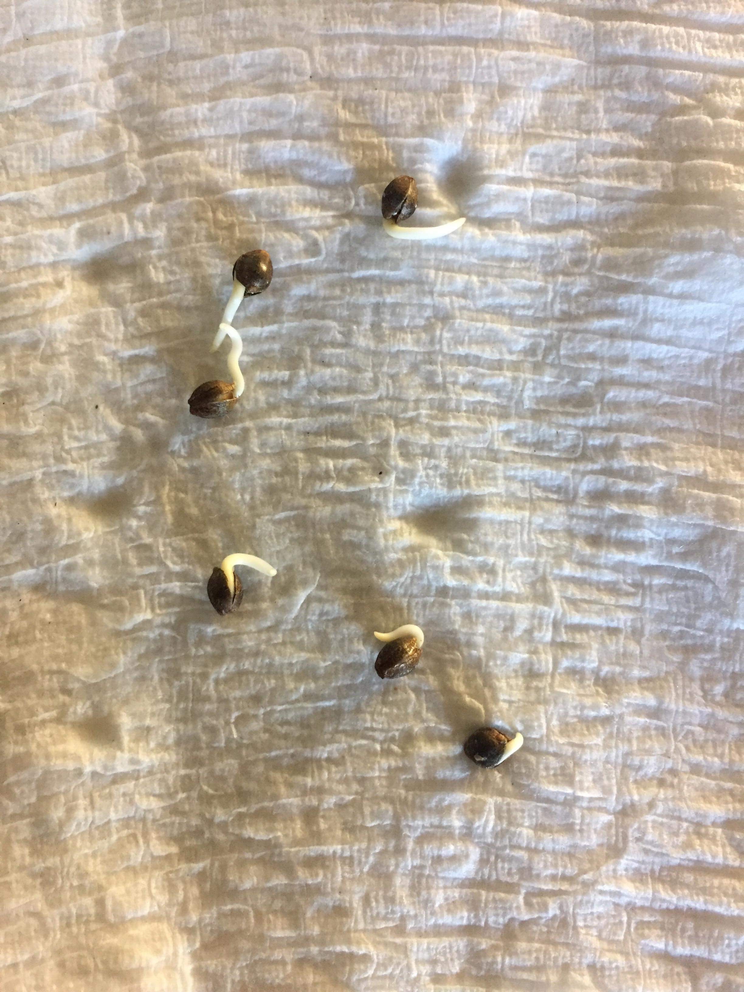 9Fingerleafs Garden SCROG Flowering - GrowWeedEasy.com Cannabis Growing ...