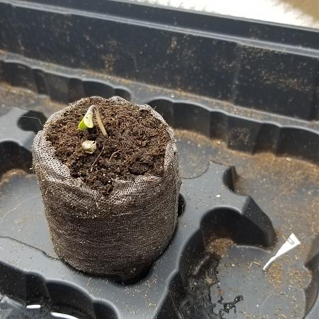 Sohum soil?? - GrowWeedEasy.com Cannabis Growing Forum