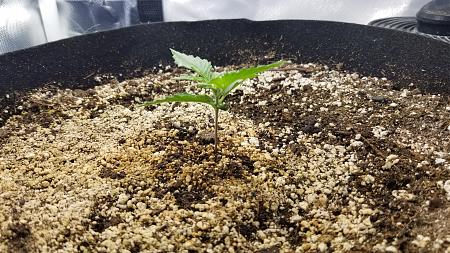 Nirvana WW Auto Sohum Soil Test - GrowWeedEasy.com Cannabis Growing Forum