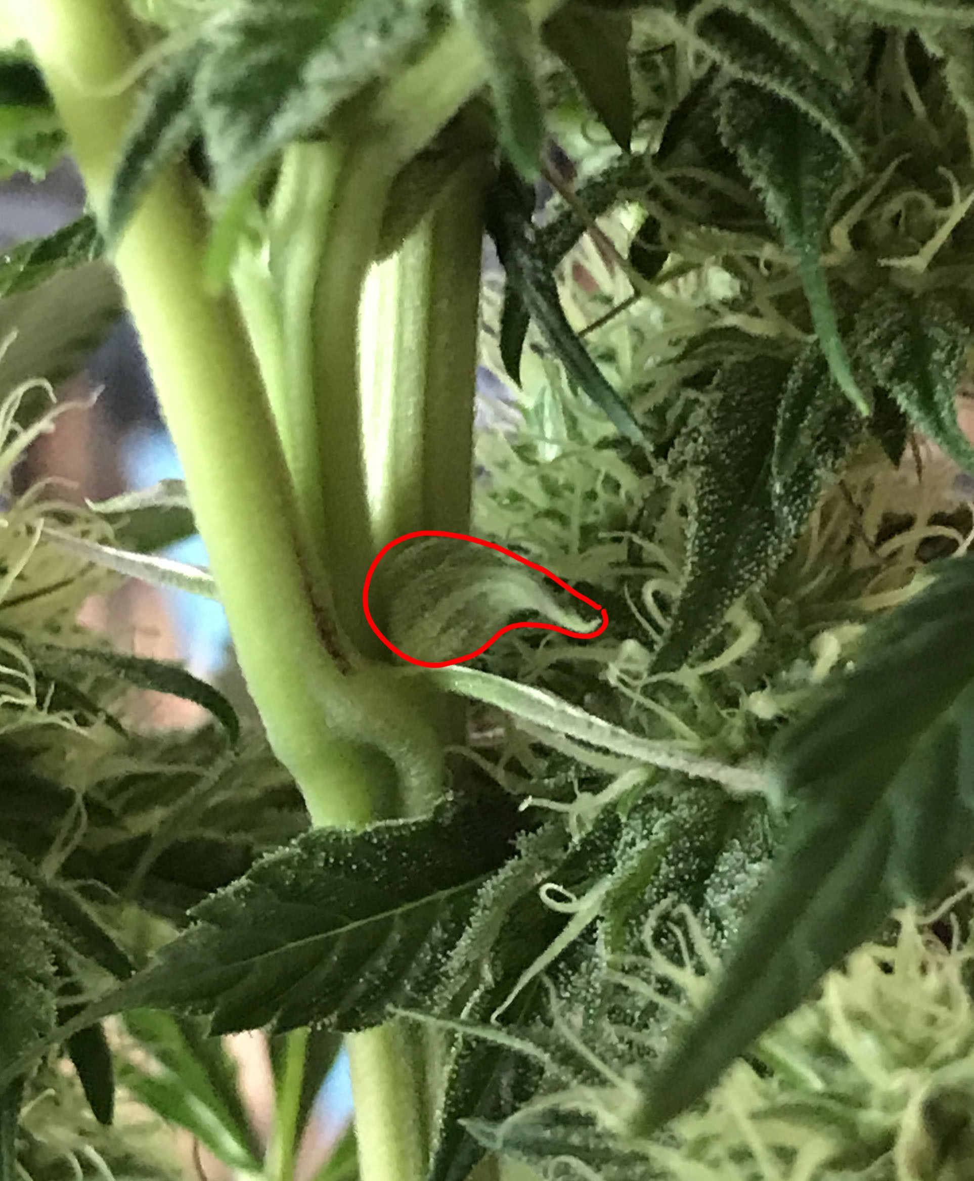 Do I have a hermaphrodite? - GrowWeedEasy.com Cannabis Growing Forum
